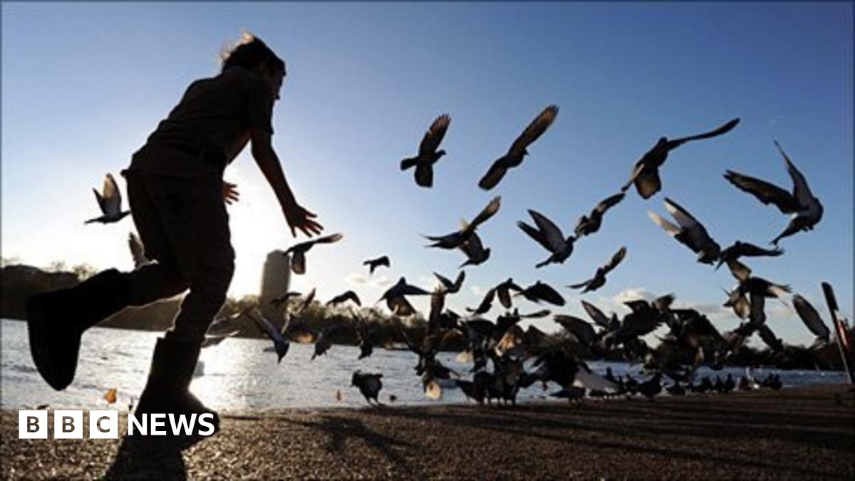 RSPB alarm at review of habitat and birds protection - BBC News