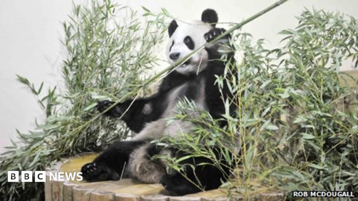 Pandas go on display to public at Edinburgh Zoo - BBC News