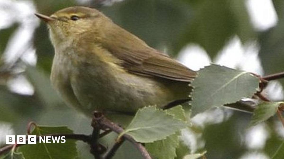 Record number of unusual birds seen in Wales last year - BBC News