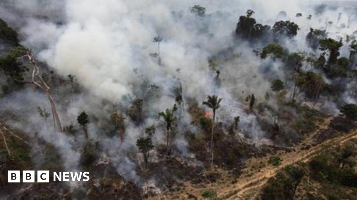 Brazil supermarkets 'to avoid Amazon meat' - BBC News