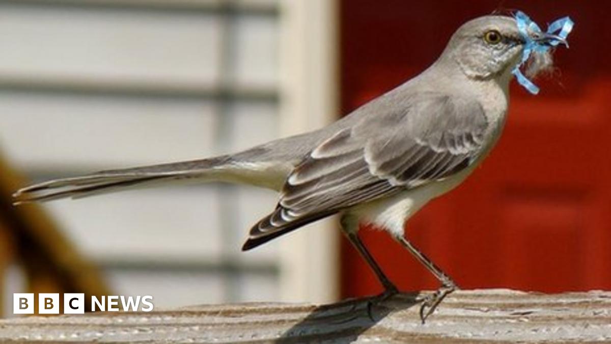 Your pictures: Birds - BBC News