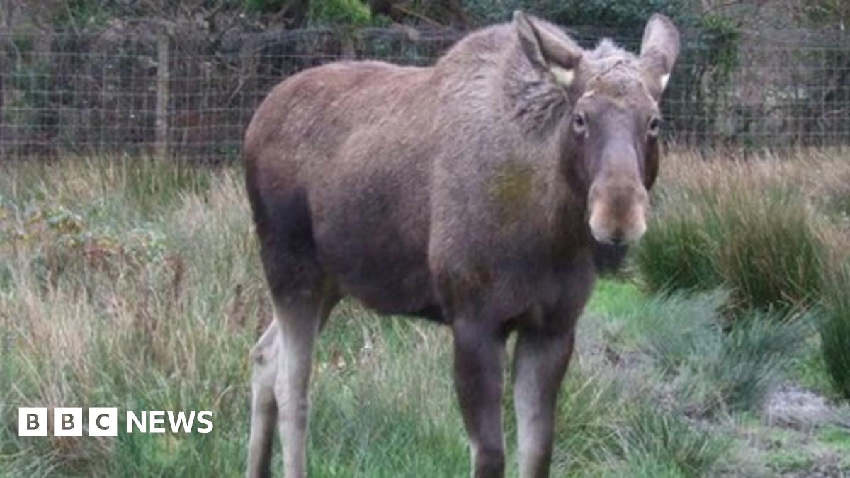 New European Elk at Curraghs Wildlife Park - BBC News