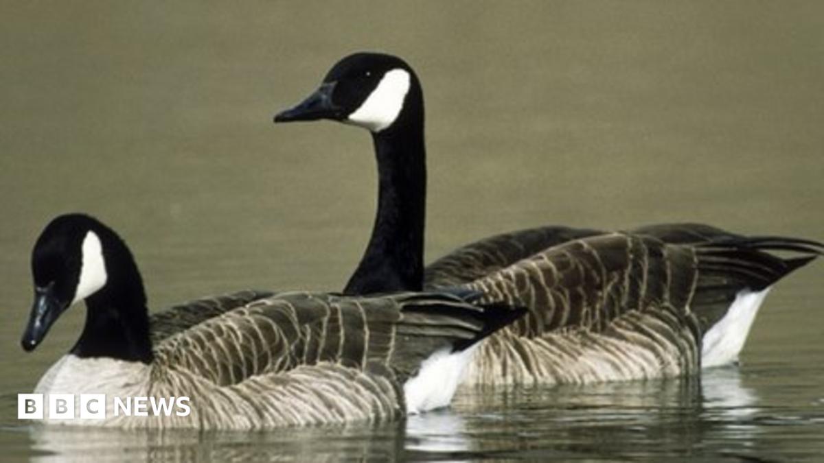 'Goose-killer lurks in River Lea' near Olympic Stadium - BBC News