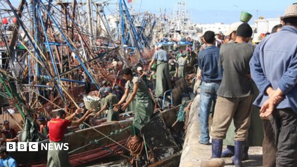 Morocco's fish fight: High stakes over Western Sahara - BBC News