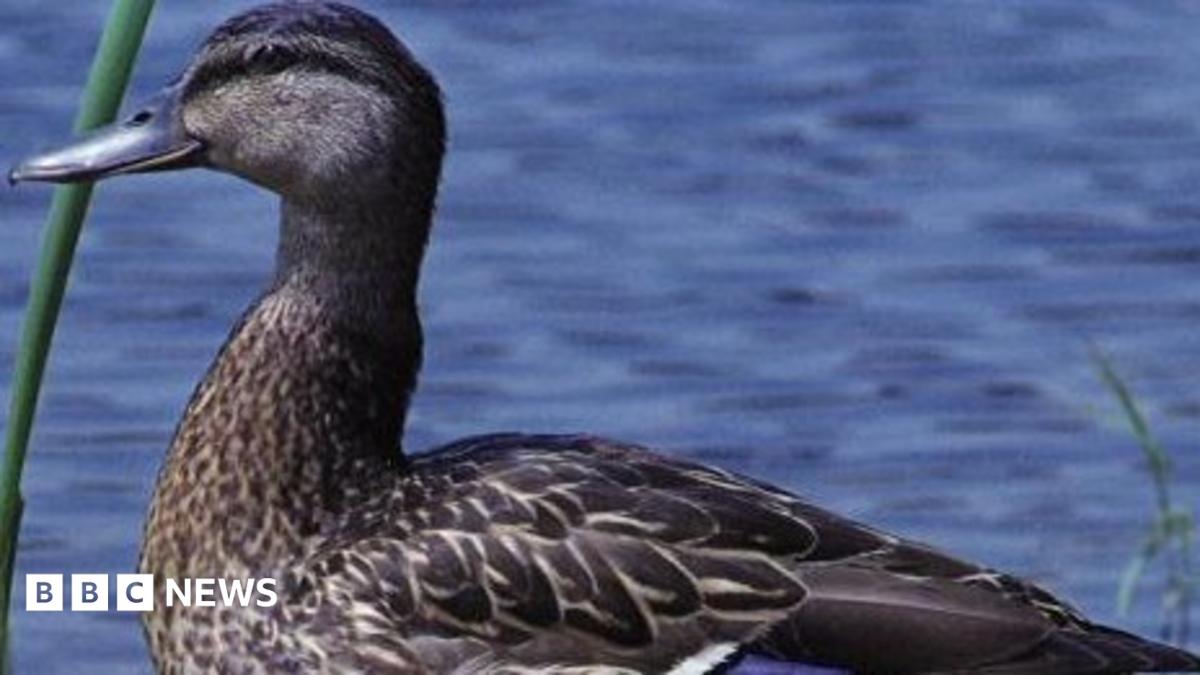 Eyemouth duck owner promises allotment 'eviction' fight - BBC News