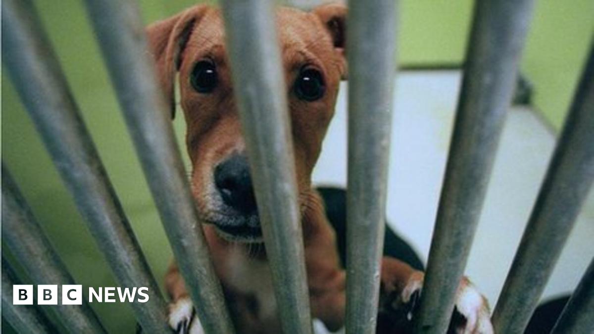 Downturn stretches animal rescue centres in Wales - BBC News