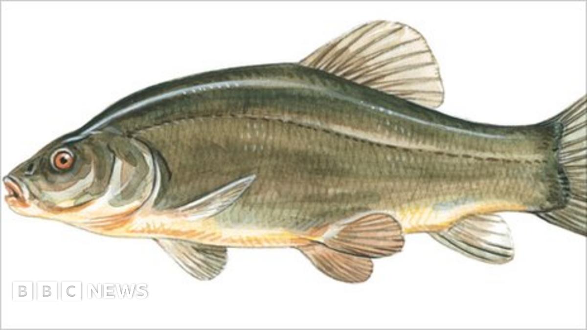 Sywell Country Park Reservoir gets a fish boost - BBC News