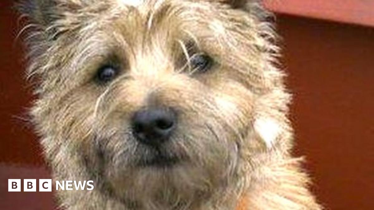 Edd the dog leaves home in Alsager to take the train - BBC News