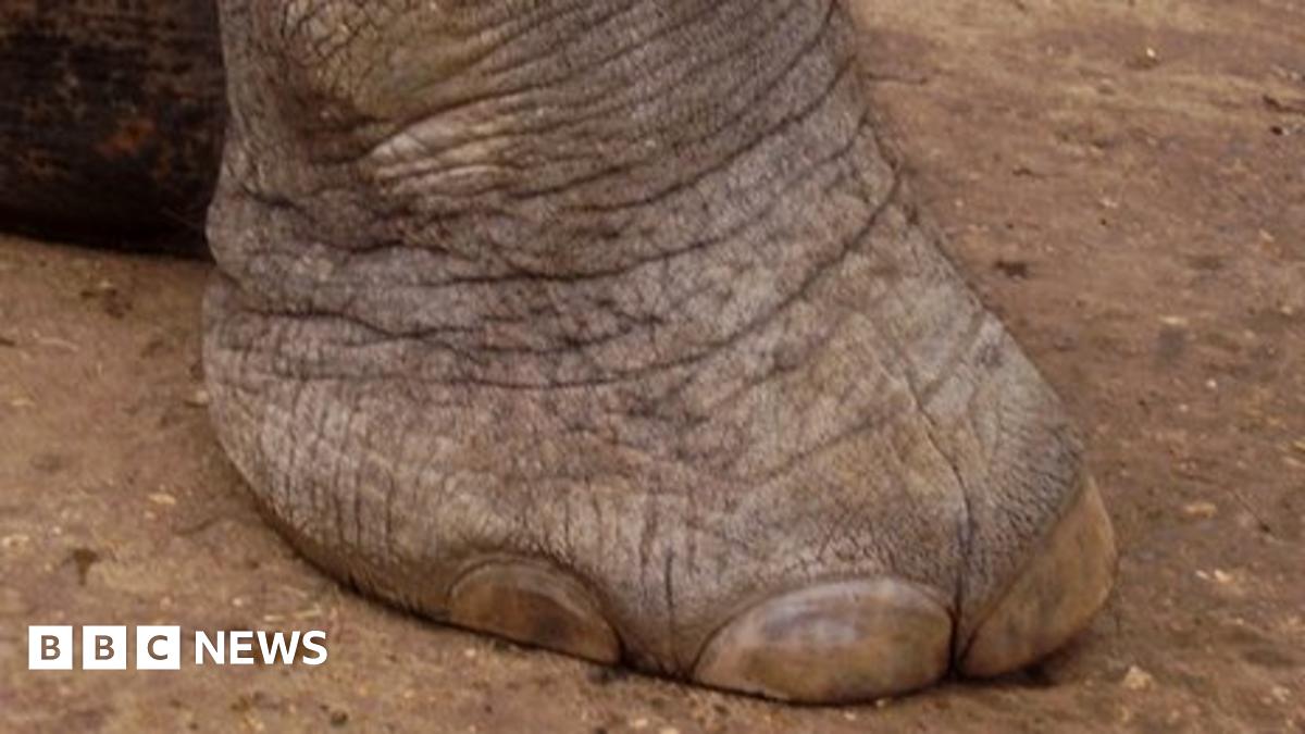 Elephant's sixth 'toe' discovered - BBC News
