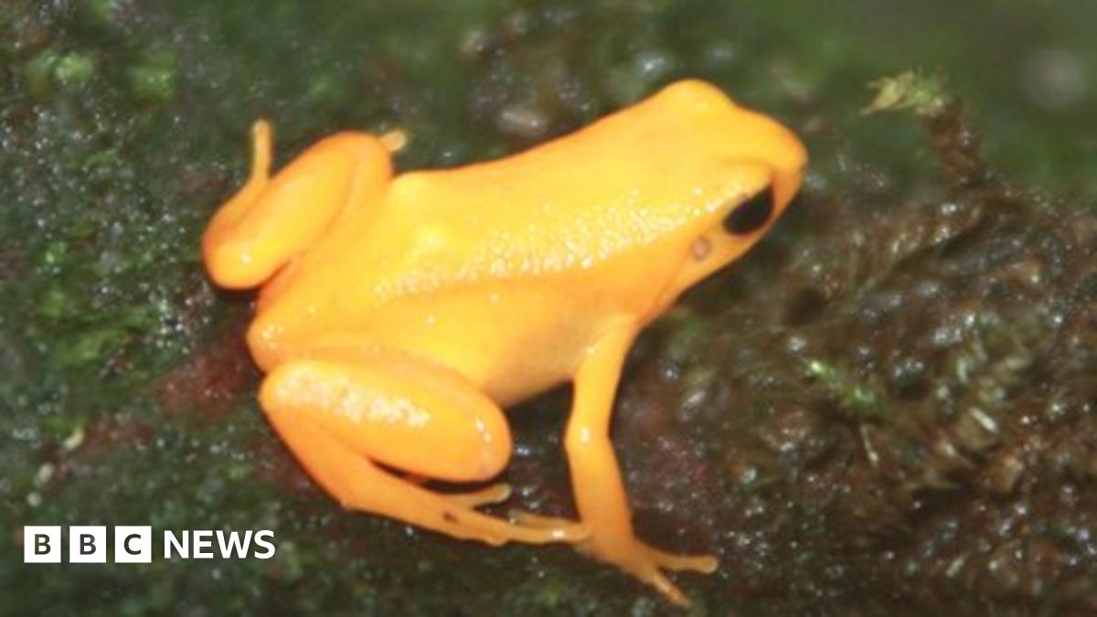 Rare frog breeds in Deep Sea World in North Queensferry - BBC News