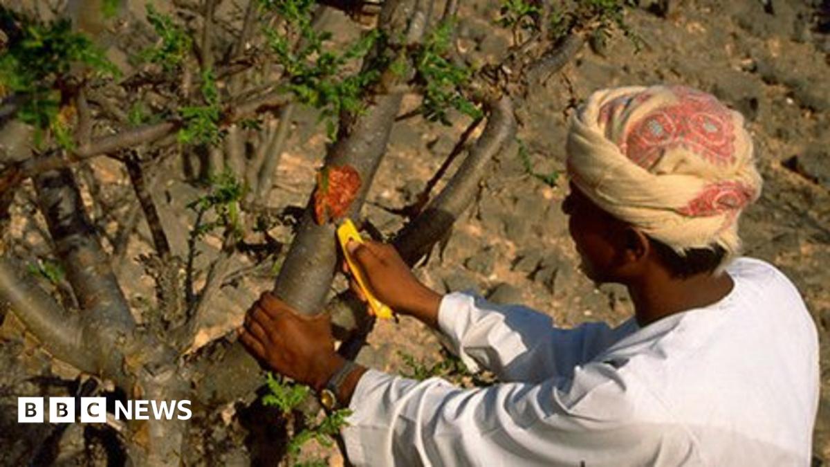 Frankincense tree facing uncertain future - BBC News