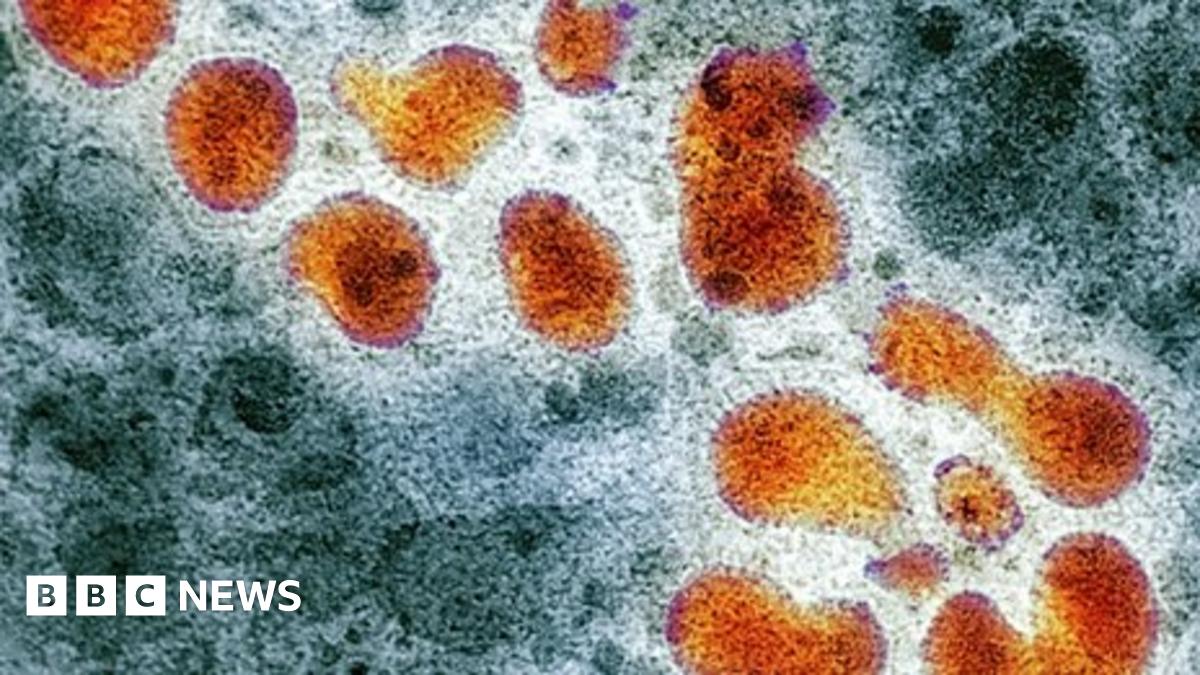 Bird flu: Research row as US raises terror fears - BBC News