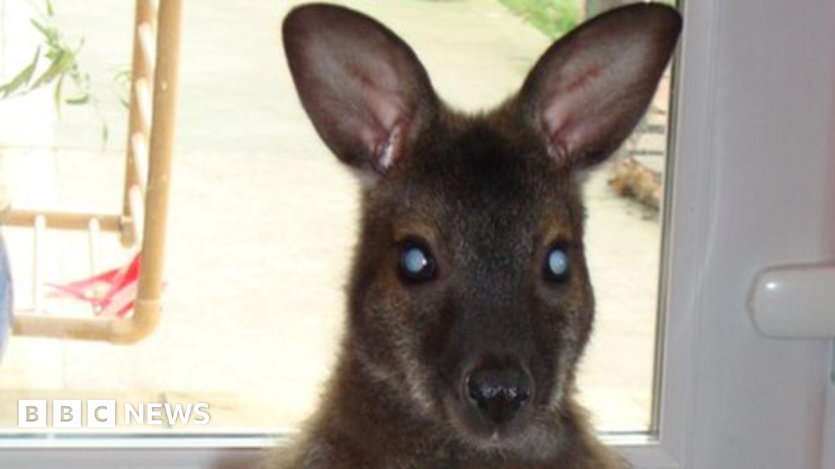 Wallaby undergoes cataract eye operation at Devon vets - BBC News
