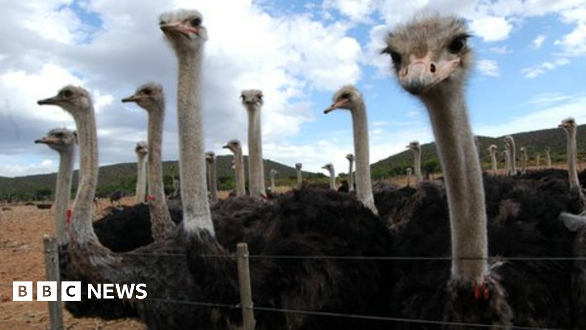 Bird flu empties South Africa's ostrich farms - BBC News