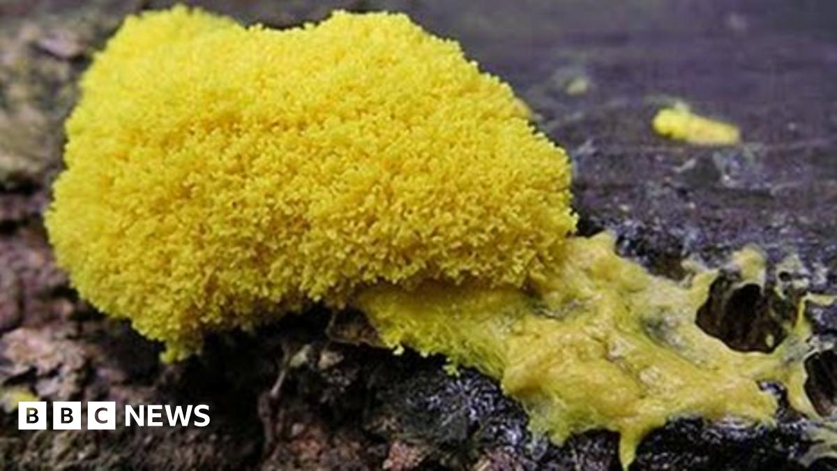 Slime blobs appear in Ockbrook - BBC News