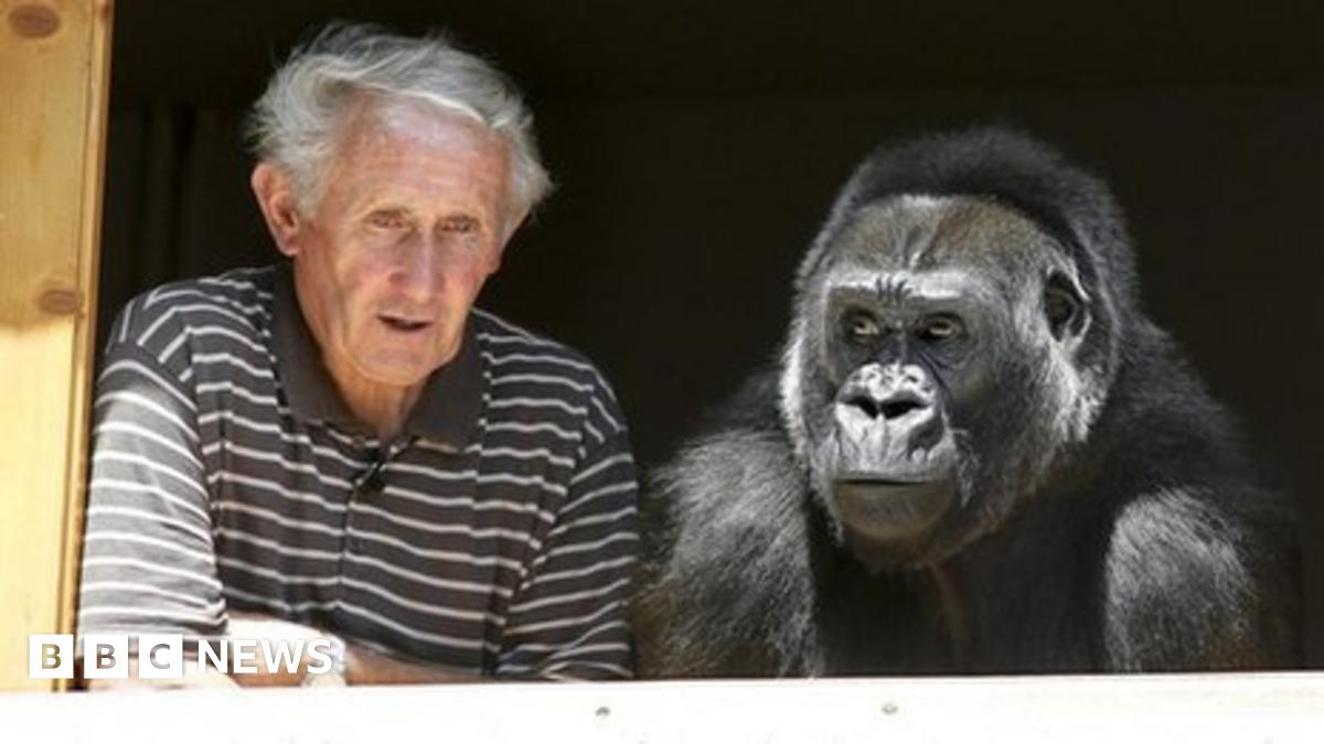 The ups and downs of living with a gorilla - BBC News