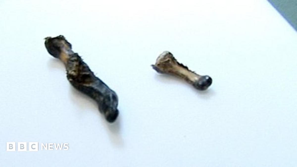 Tracing the origins of a 'yeti's finger' - BBC News