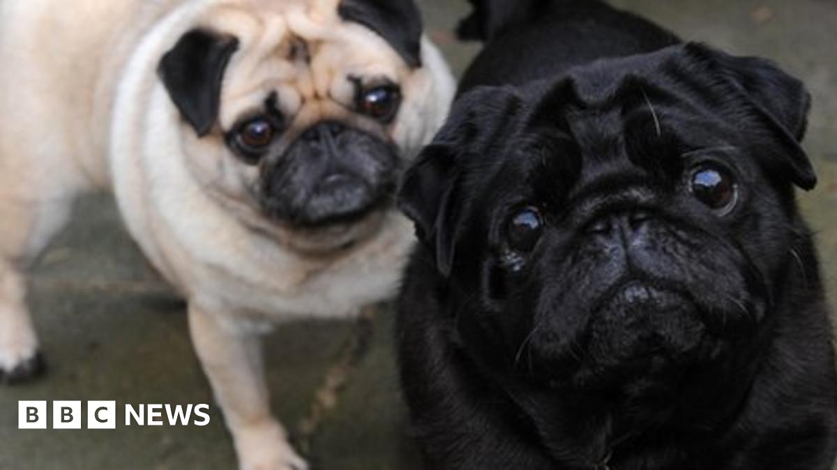Franky is guide dog to blind fellow pug Elly - BBC News
