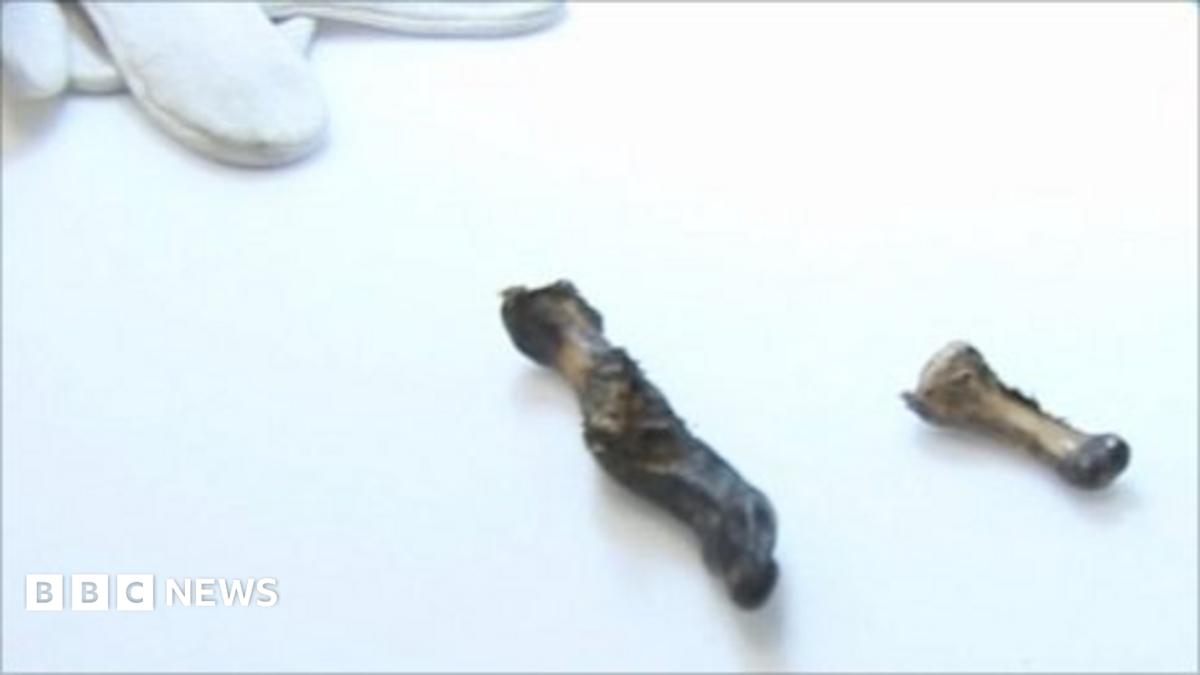 Yeti finger mystery solved by Edinburgh scientists - BBC News