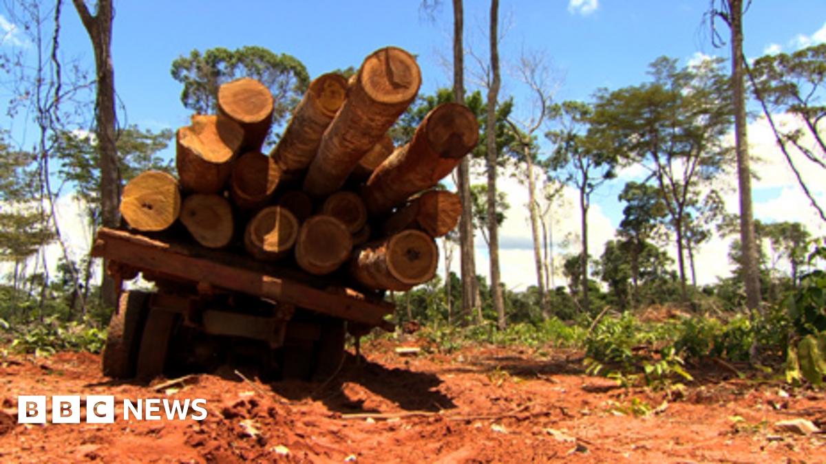 Saving the Amazon: Winning the war on deforestation - BBC News