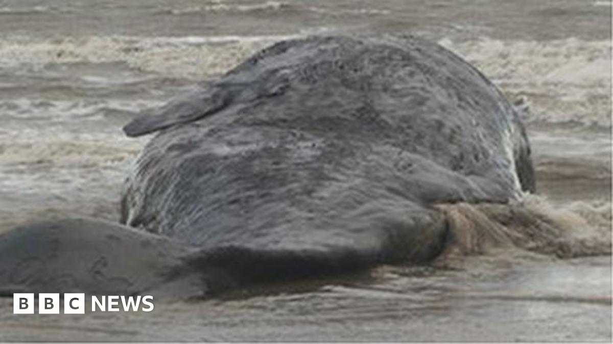 Police probe 'Facebook sale' of Norfolk whale corpse teeth - BBC News