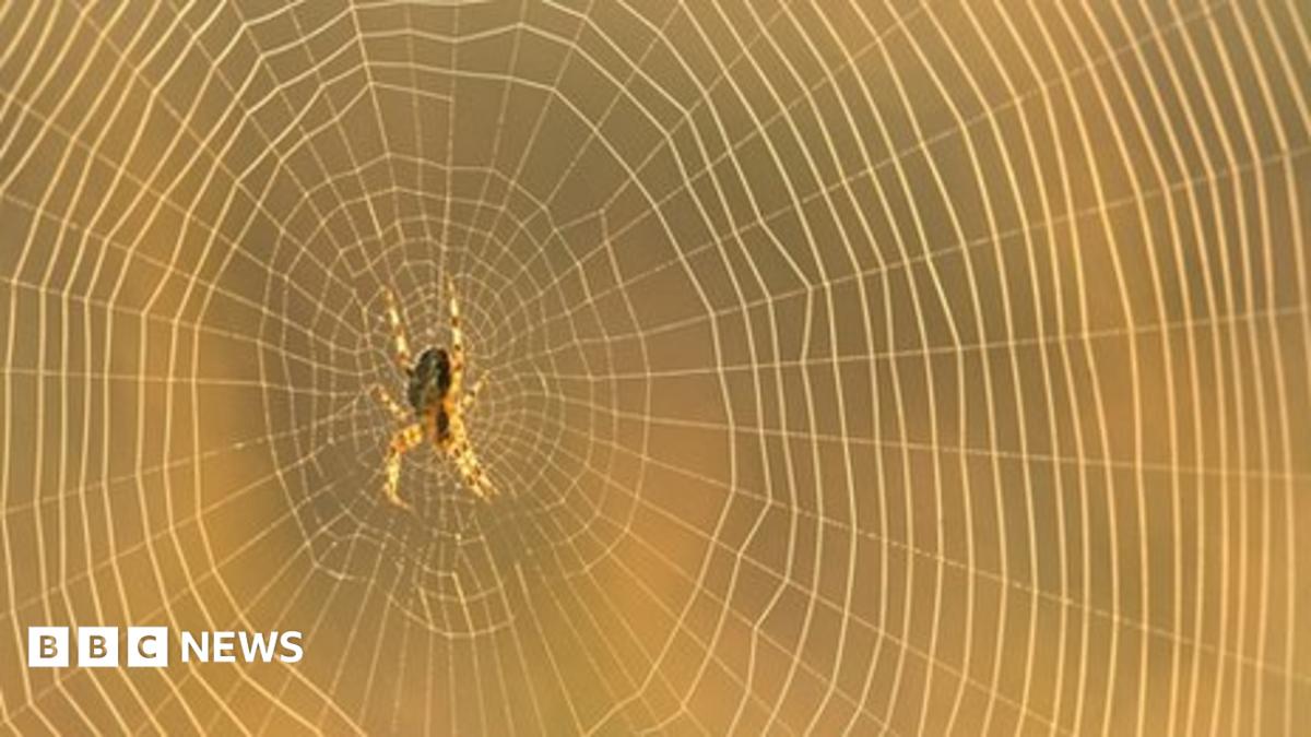 GM silk worms make Spider-Man web closer to reality - BBC News