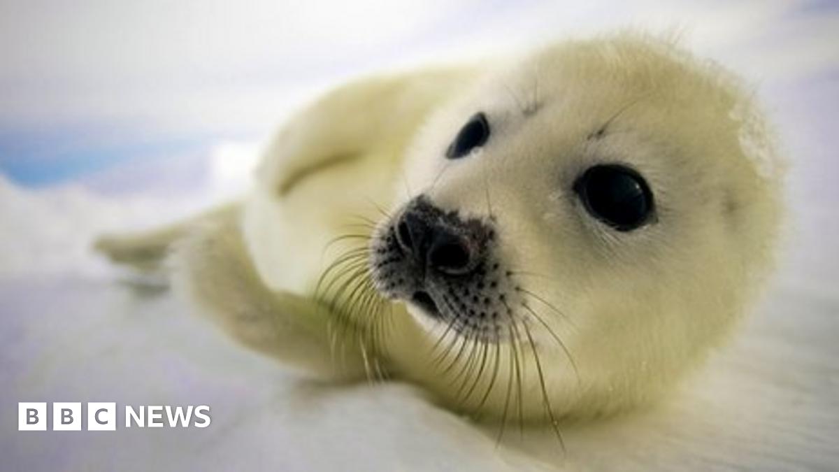 Climate changing outlook for harp seals - BBC News