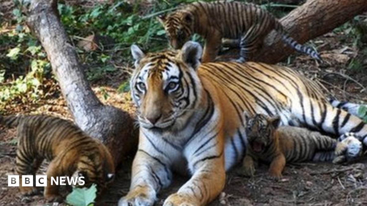 India's first anti-poaching tiger force begins work - BBC News