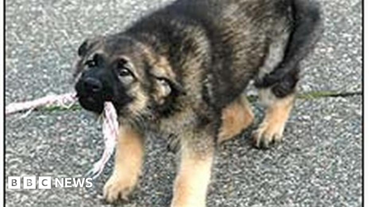 Manx police share puppy litter with Cumbrian force - BBC News