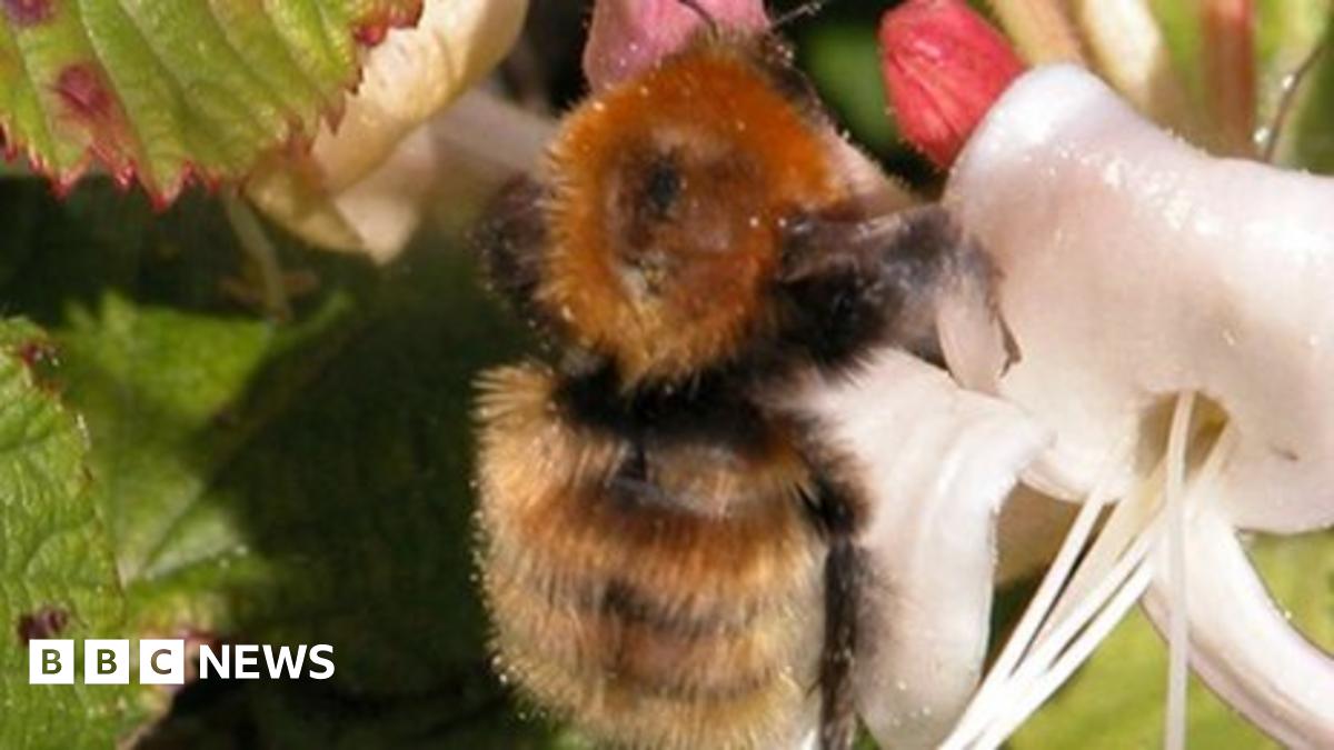 Photo gives 'new hope' for native Scilly bee - BBC News