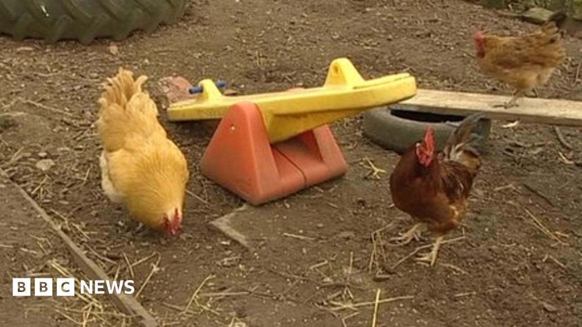 Derbyshire farm's tortured chickens 'kicked like footballs' - BBC News