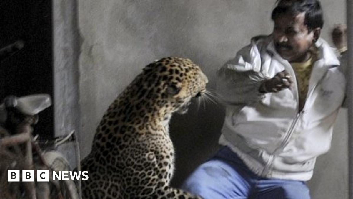 Leopard in deadly attack in Indian city of Guwahati - BBC News