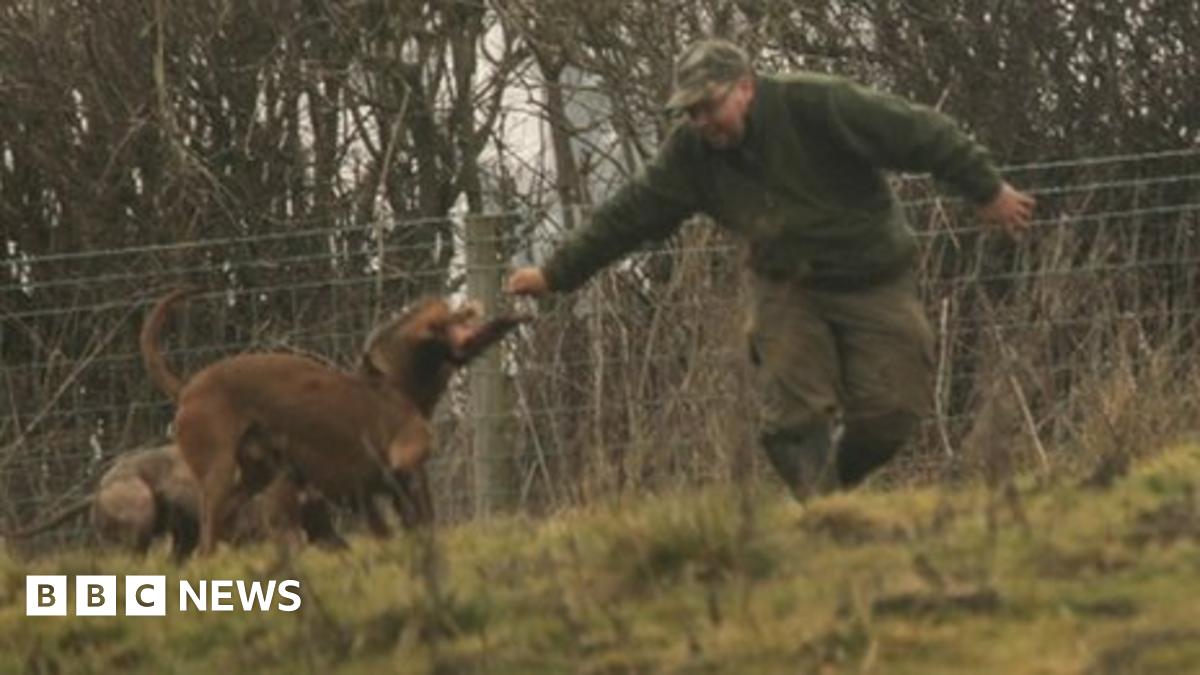 North Yorkshire badger killings: Four jailed - BBC News