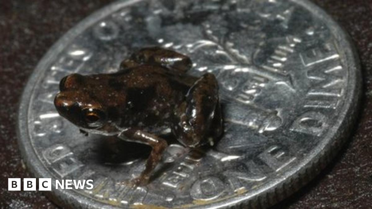 World's smallest frog discovered - BBC News