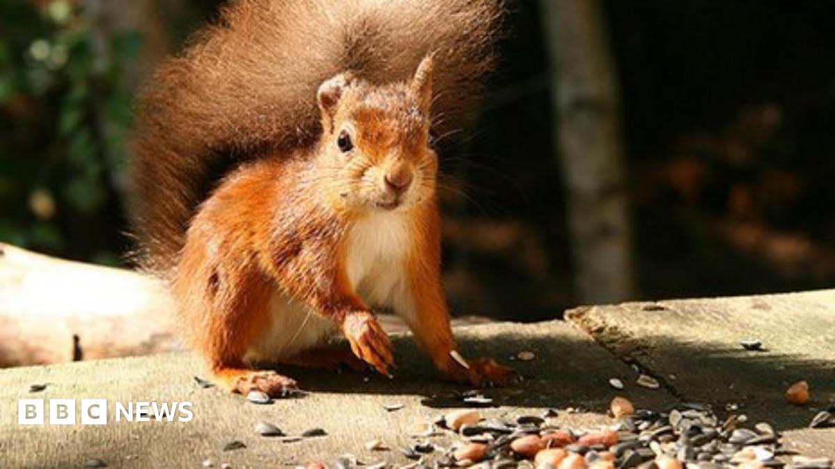 Red squirrel enclosures opened at Mayfields Farm - BBC News