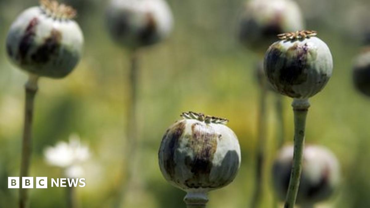 Afghan drugs: Opium price rises by 133% - BBC News
