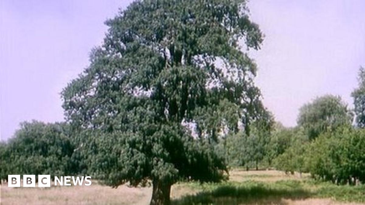 Plant! scheme: 140,000 trees for babies to create Welsh woodland - BBC News
