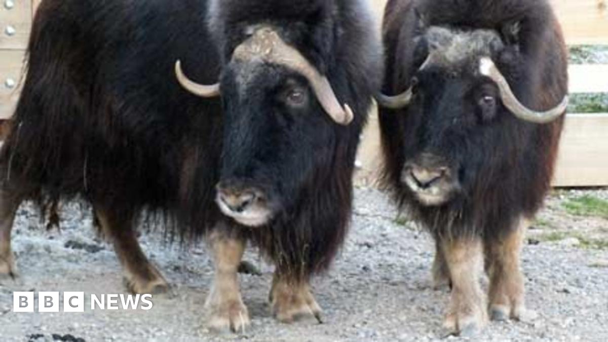 UK's only musk ox arrive at Highland Wildlife Park - BBC News