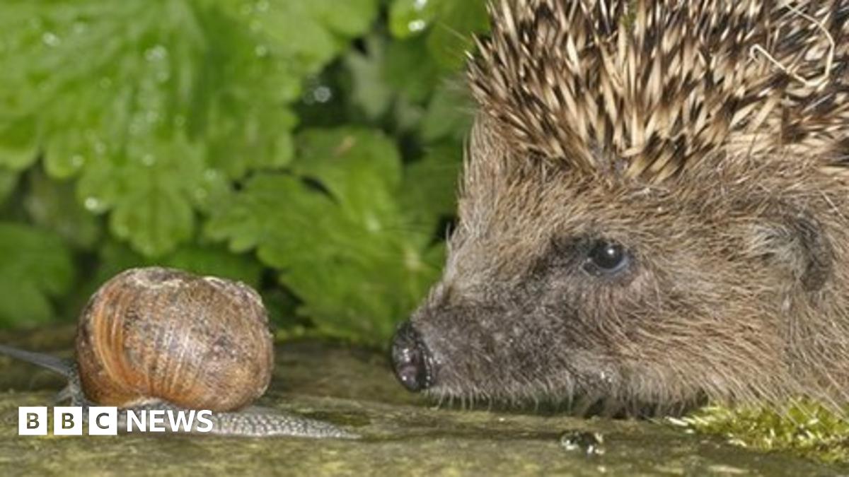 Public request for climate hedgehog study - BBC News
