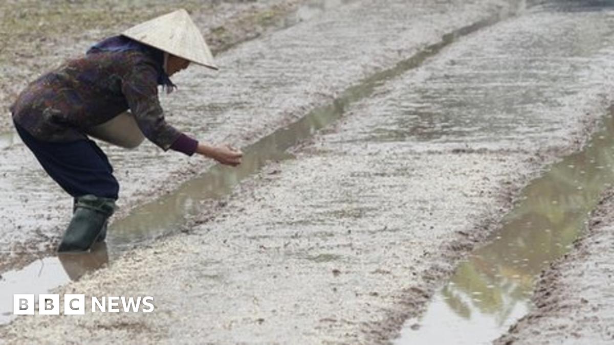 Salt-tolerant rice 'could aid Japan's tsunami farmers' - BBC News