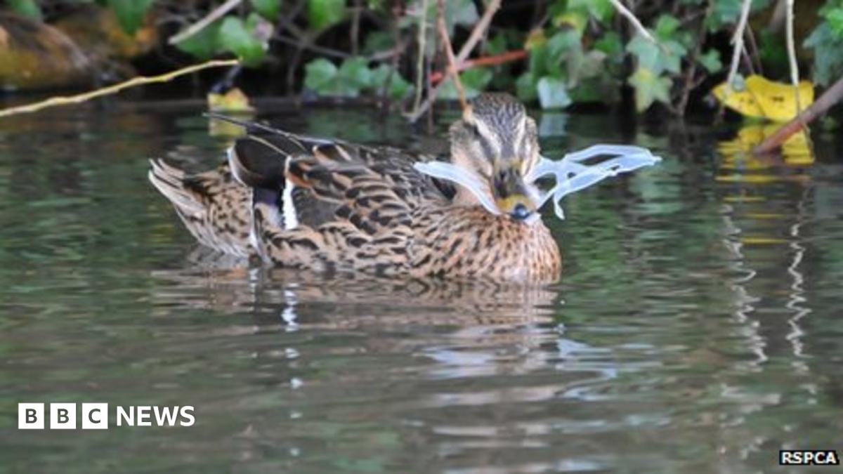 Drake rescues duck in Worcester from plastic beer can holder - BBC News