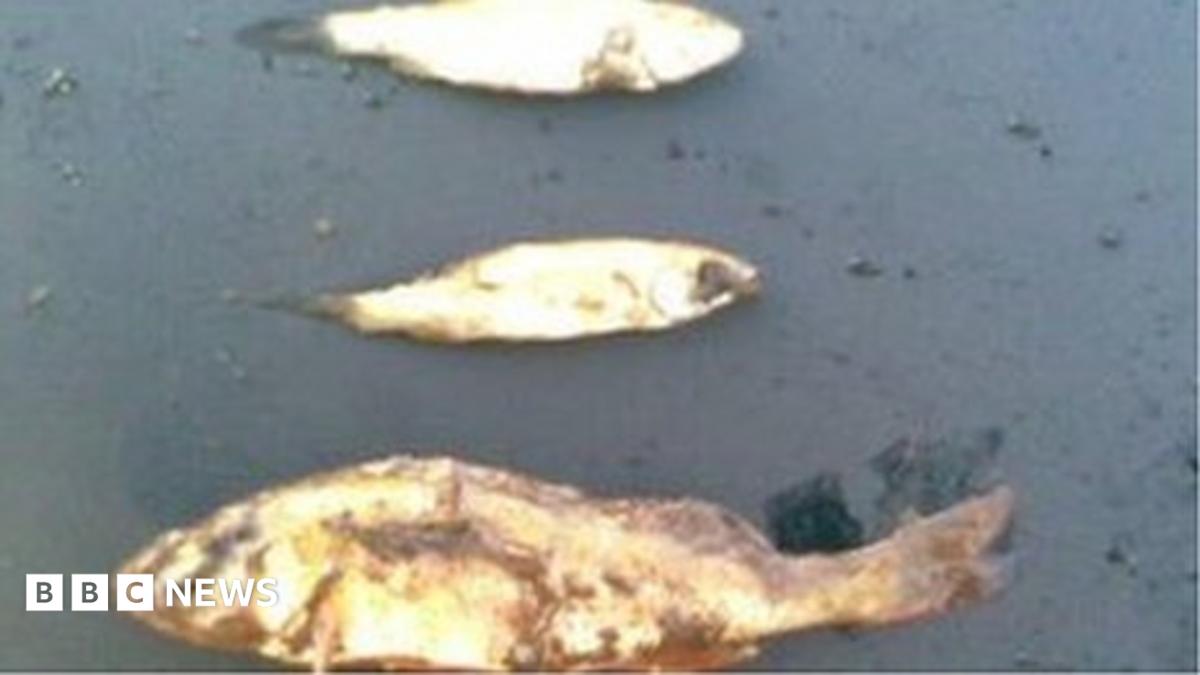 Cause found for dead fish found in stream off River Usk near Brecon ...