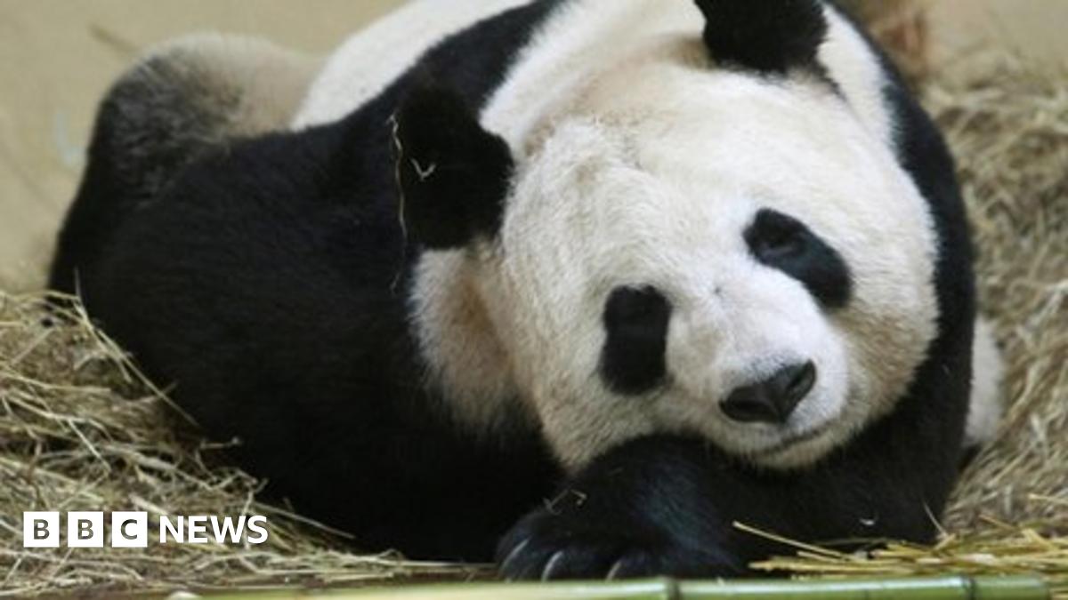Colic-hit Edinburgh Zoo pandas back on display - BBC News