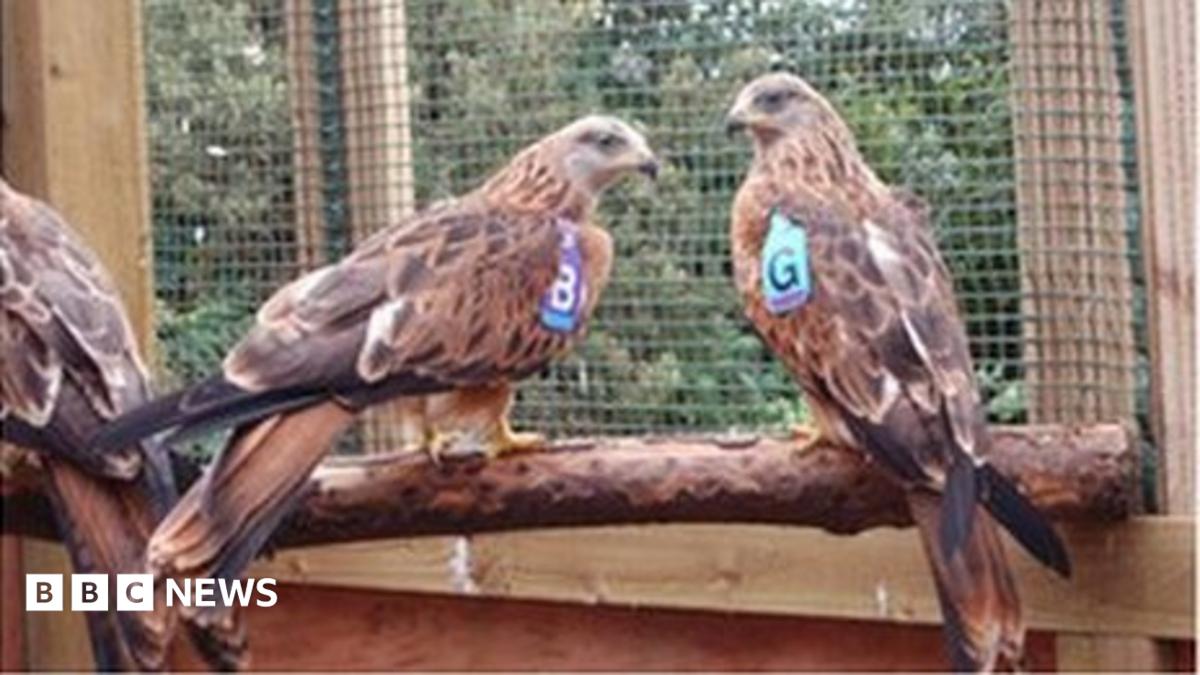 Eighth red kite bird dies from poisoning in Irish Republic - BBC News