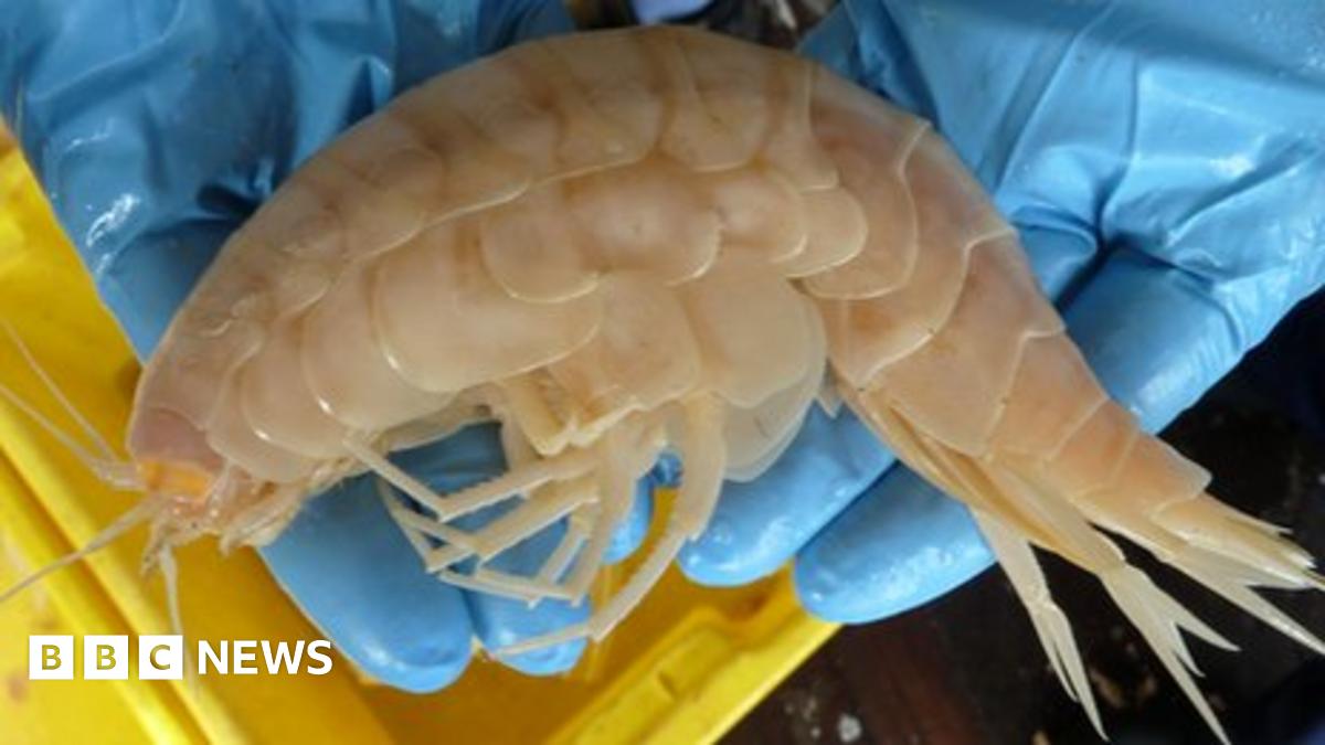 'Supergiant' crustacean found in deepest ocean - BBC News