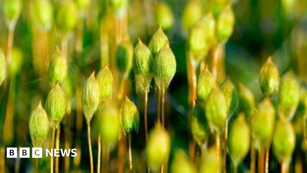 Humble moss helped to cool Earth and spurred on life - BBC News