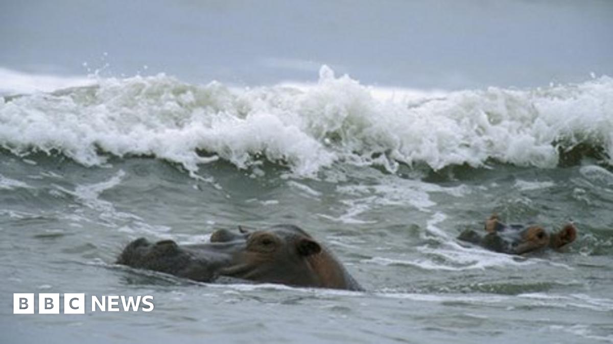 Gabon: Surfing hippos, lacking tourists - BBC News