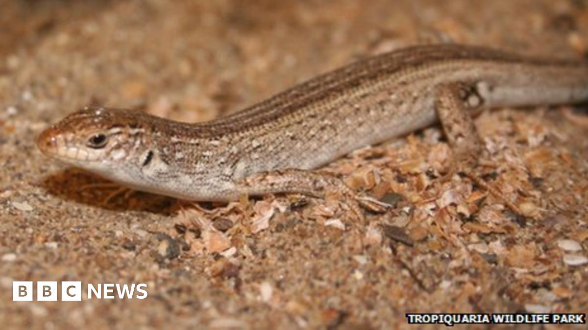 Rare lizard survives 3,000-mile flight and machine wash - BBC News
