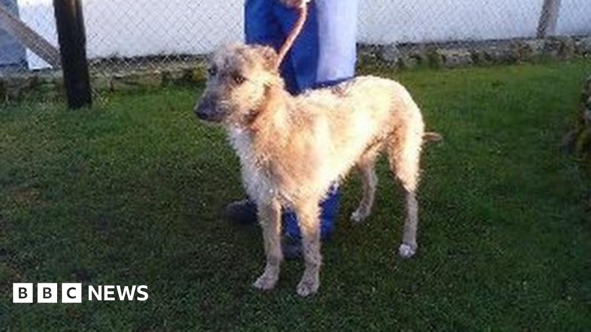 Deer 'ripped to shreds' by dogs in Darlington - BBC News