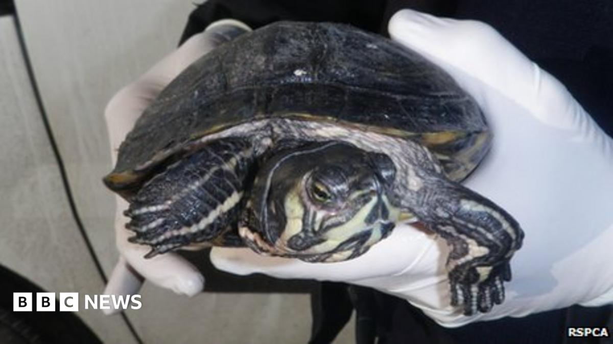Terrapins thrown in rubbish are rescued from waste plant - BBC News